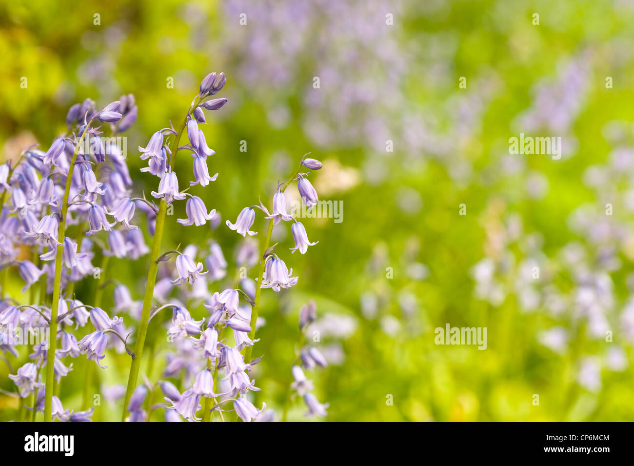 native English bluebells in springtime Stock Photo - Alamy