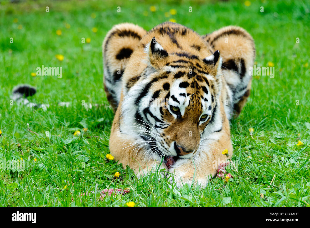 A tiger eating its dinner. Taken at Longleat Safari Park Stock Photo ...
