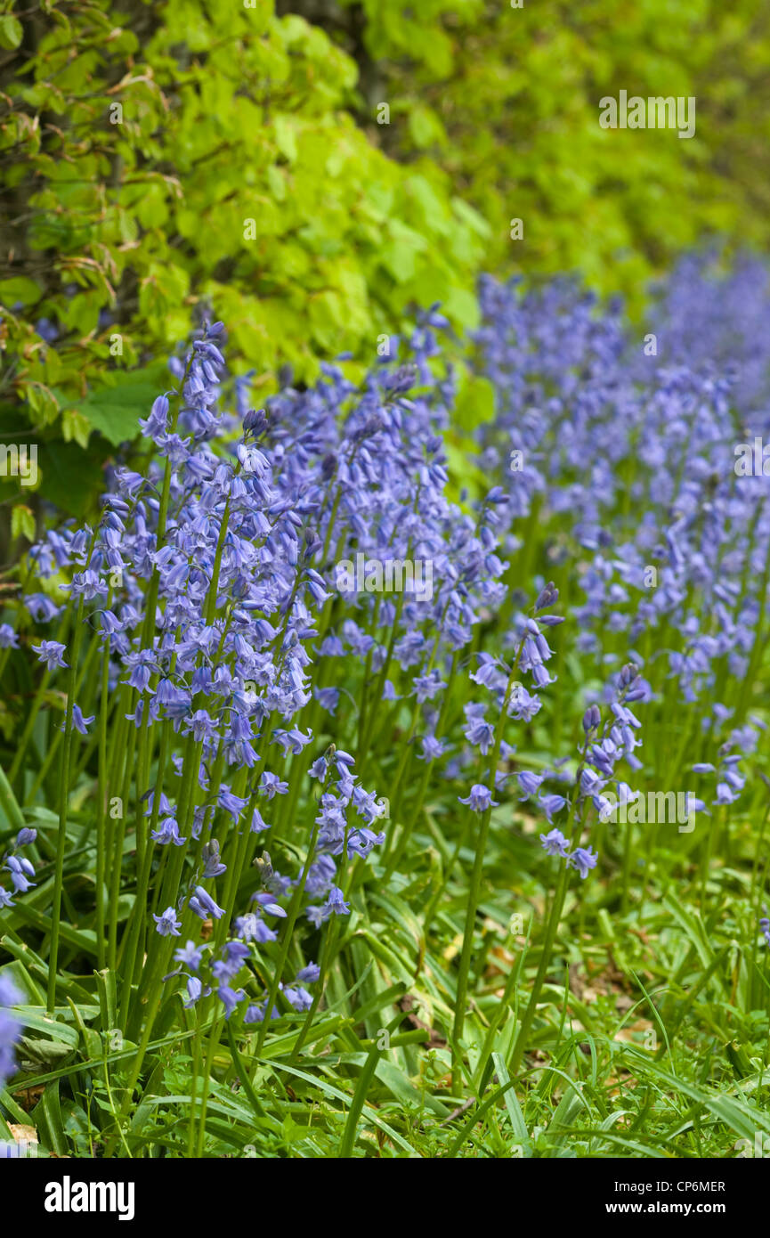 English bluebells hi-res stock photography and images - Alamy