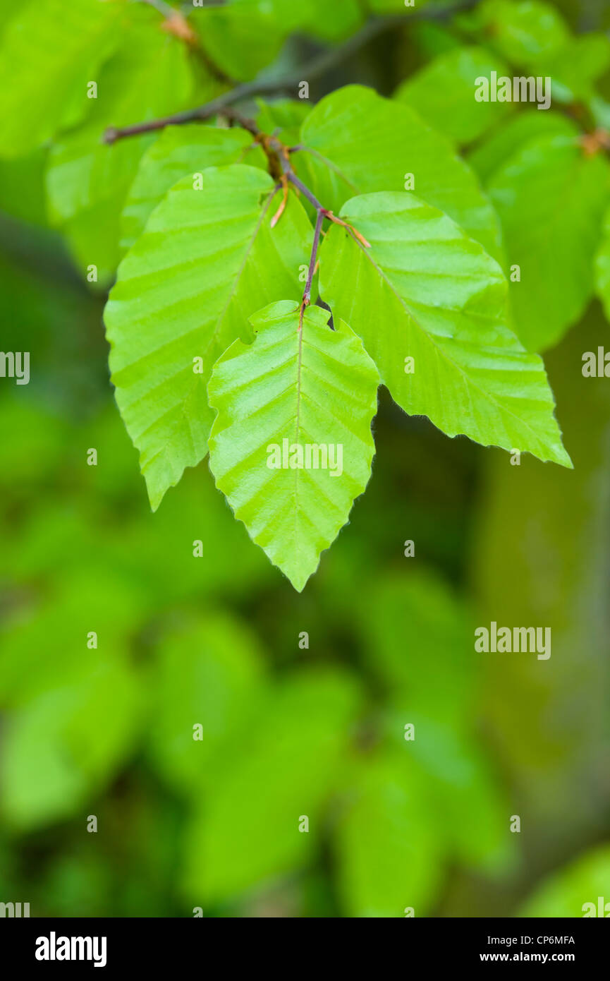 Beech leaves hi-res stock photography and images - Alamy