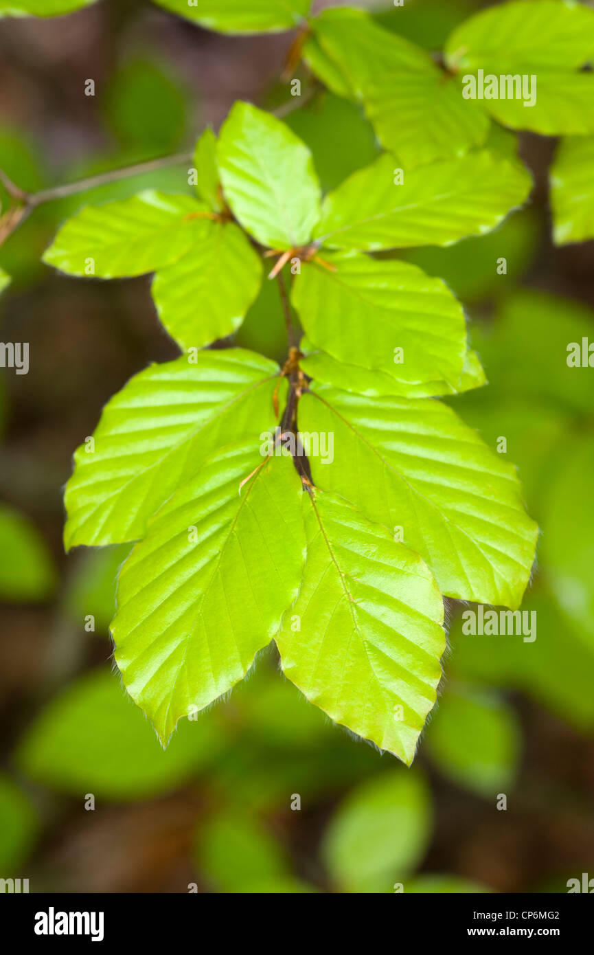 Beech leaves hi-res stock photography and images - Alamy