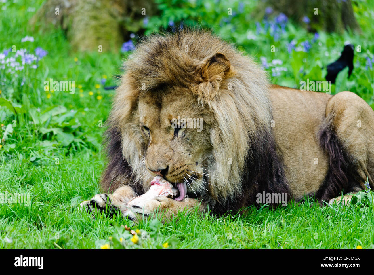 A lion eating its dinner. Taken at Longleat Safari Park Stock Photo - Alamy