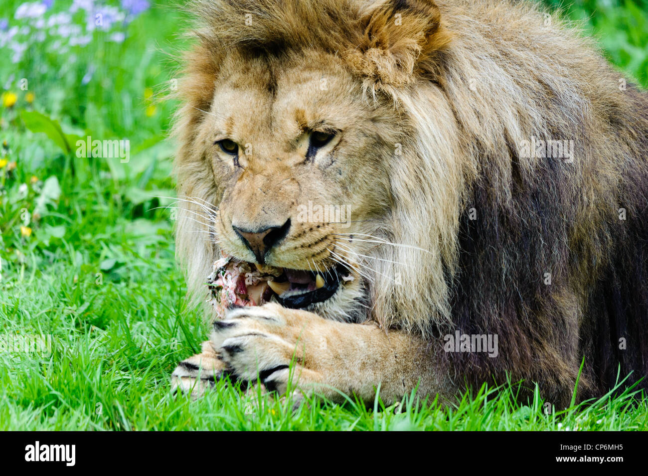 A lion eating its dinner. Taken at Longleat Safari Park Stock Photo - Alamy