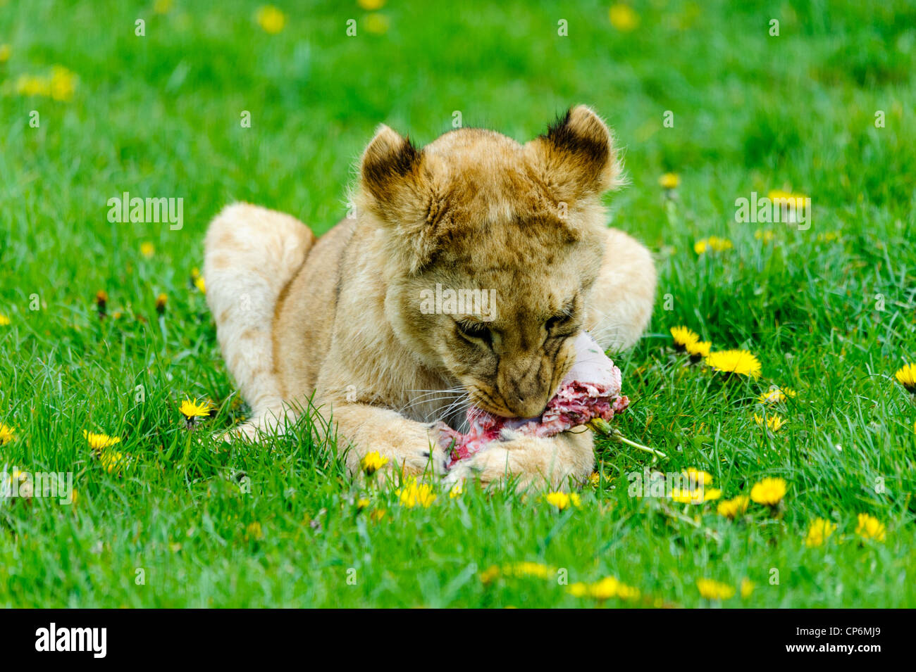 Lion Cub Eating High Resolution Stock Photography and Images - Alamy
