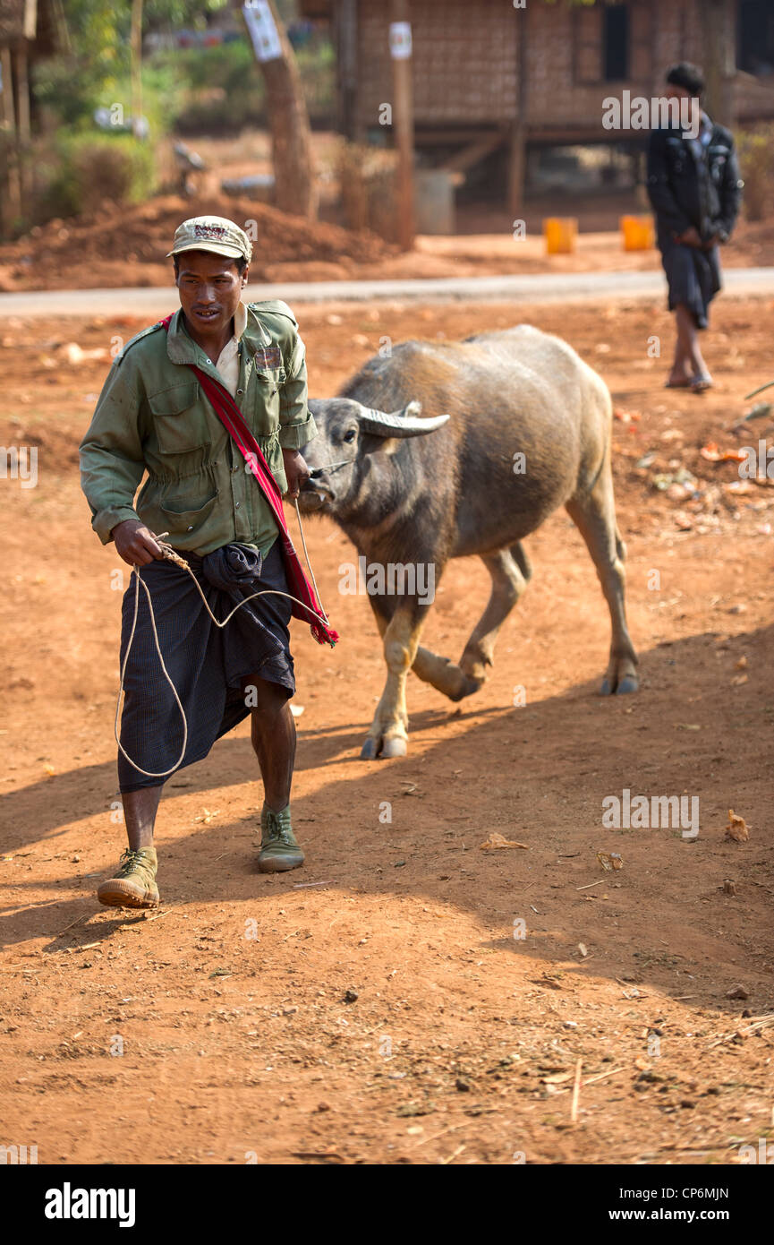 Myanmar cattle hi-res stock photography and images - Alamy