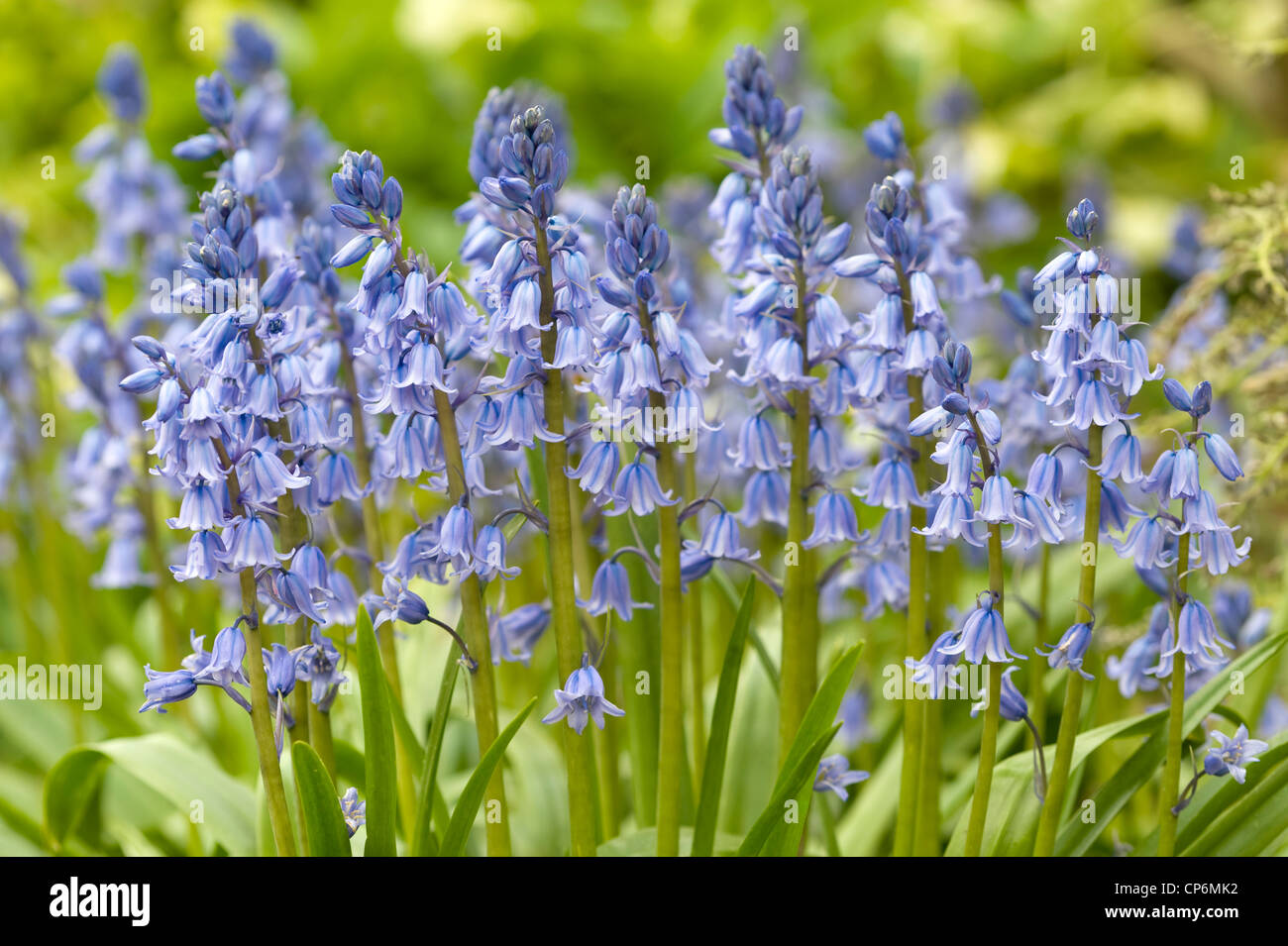 native English bluebells in springtime Stock Photo - Alamy