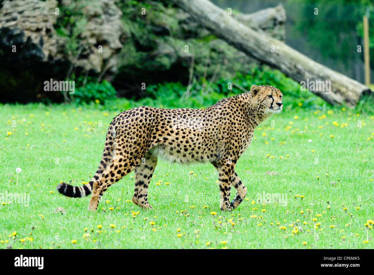 Longleat safari park hi-res stock photography and images - Alamy