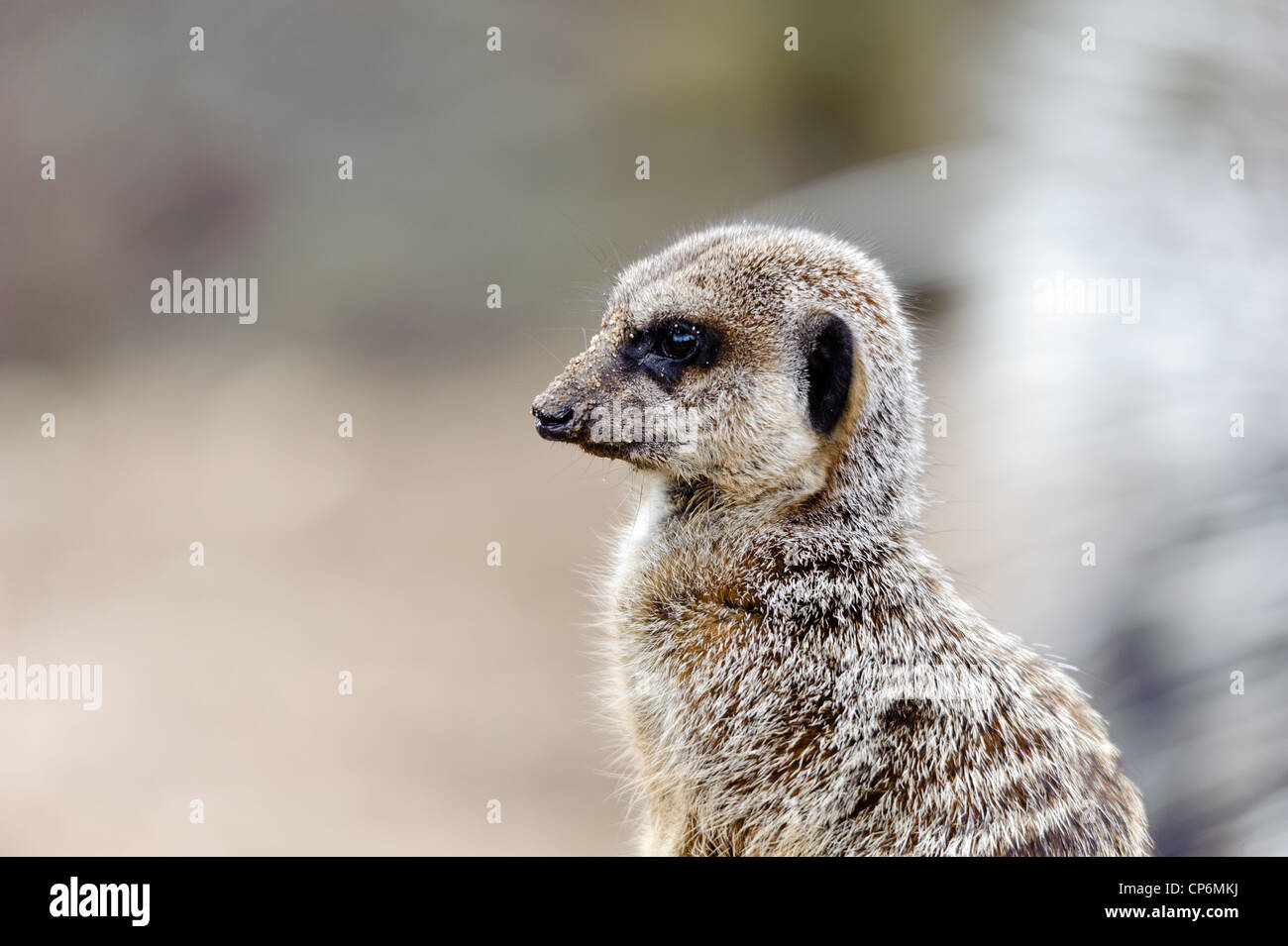 A side profile shot of a meerkat. Taken at Longleat Safari Park Stock ...