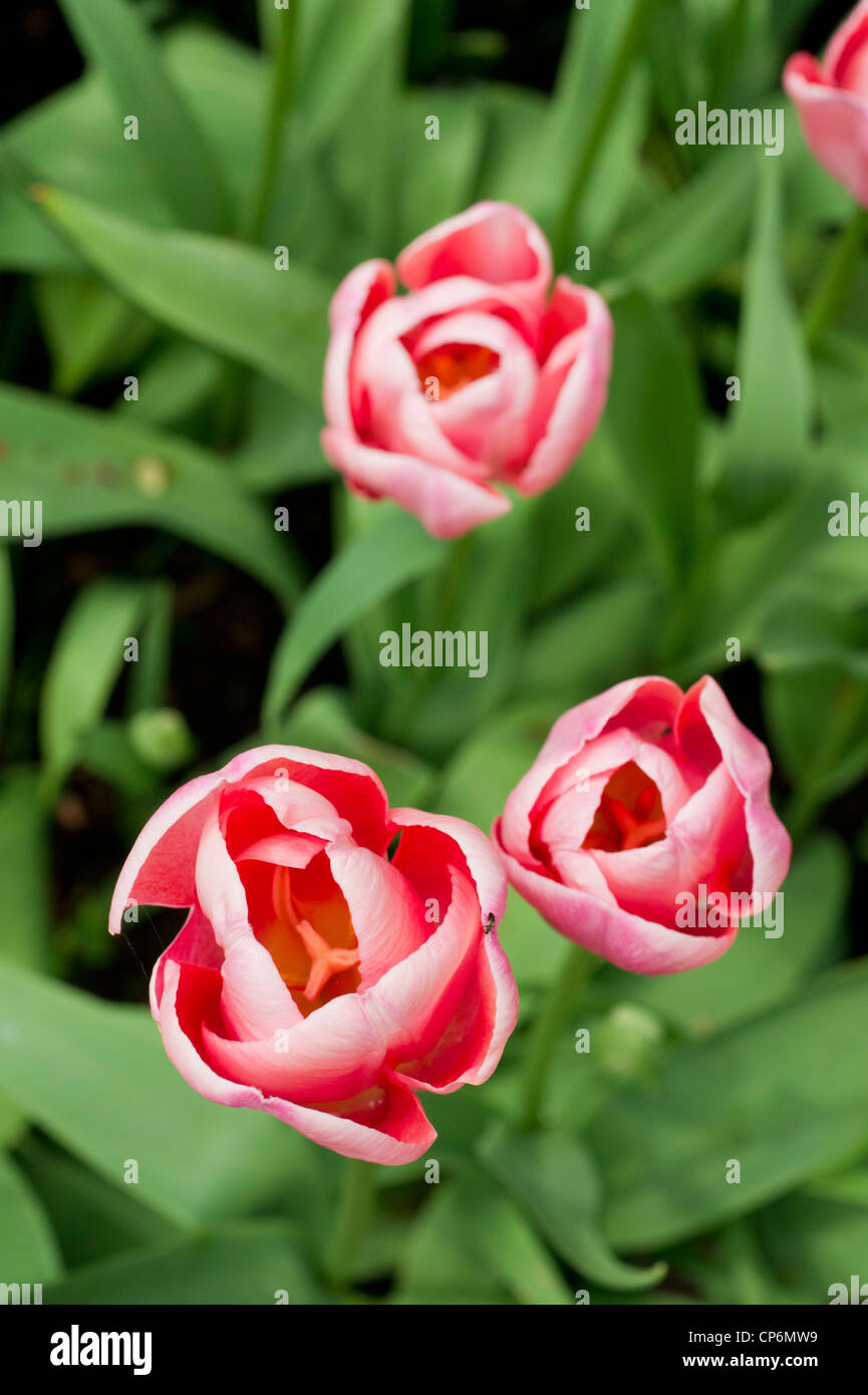 Three pink Tulips from above Stock Photo - Alamy