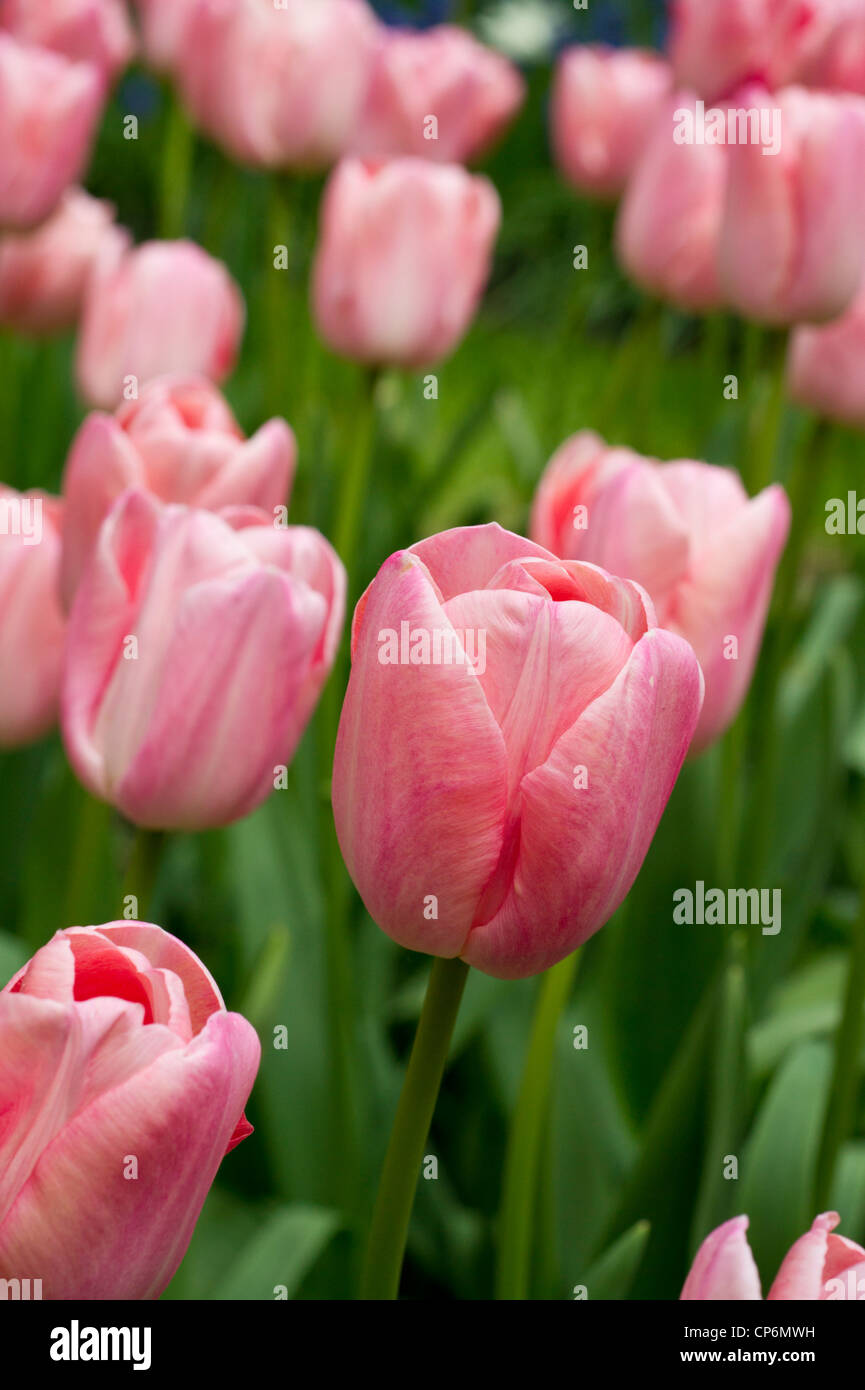 Soft Pink tulip Stock Photo - Alamy