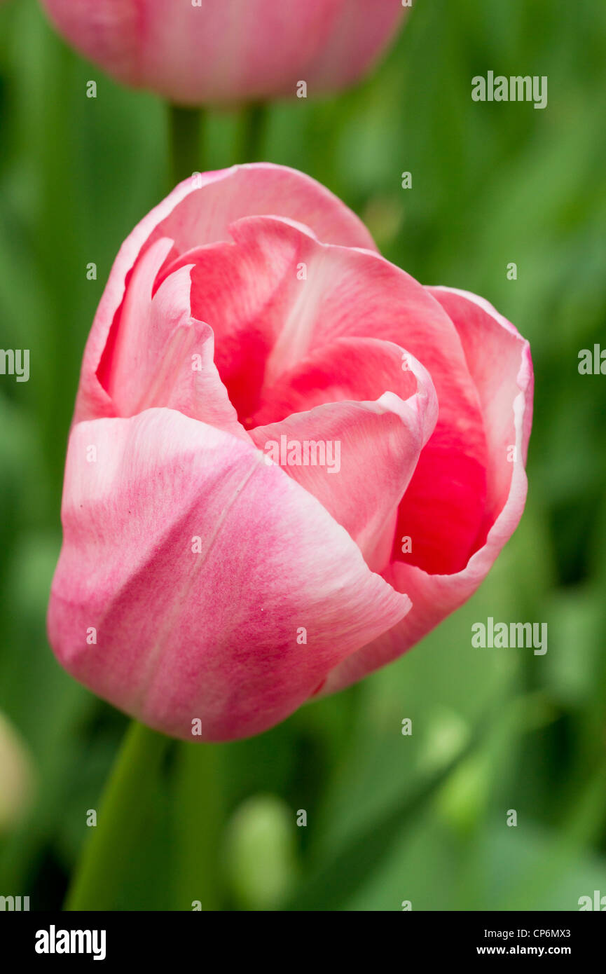 Single soft Pink Tulip Stock Photo - Alamy