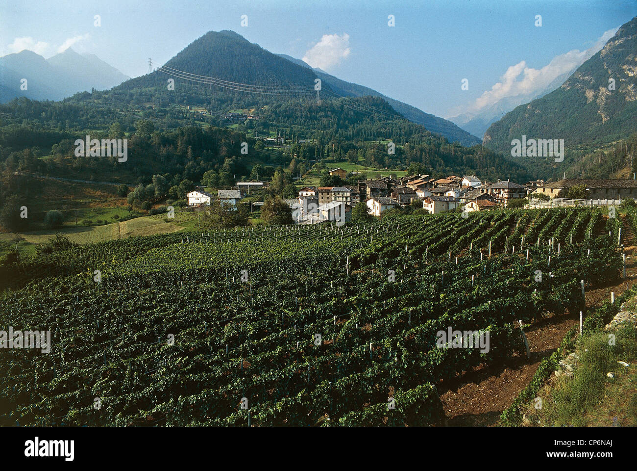 VALLE D'AOSTA - Introd (AO). VINEYARD Stock Photo - Alamy