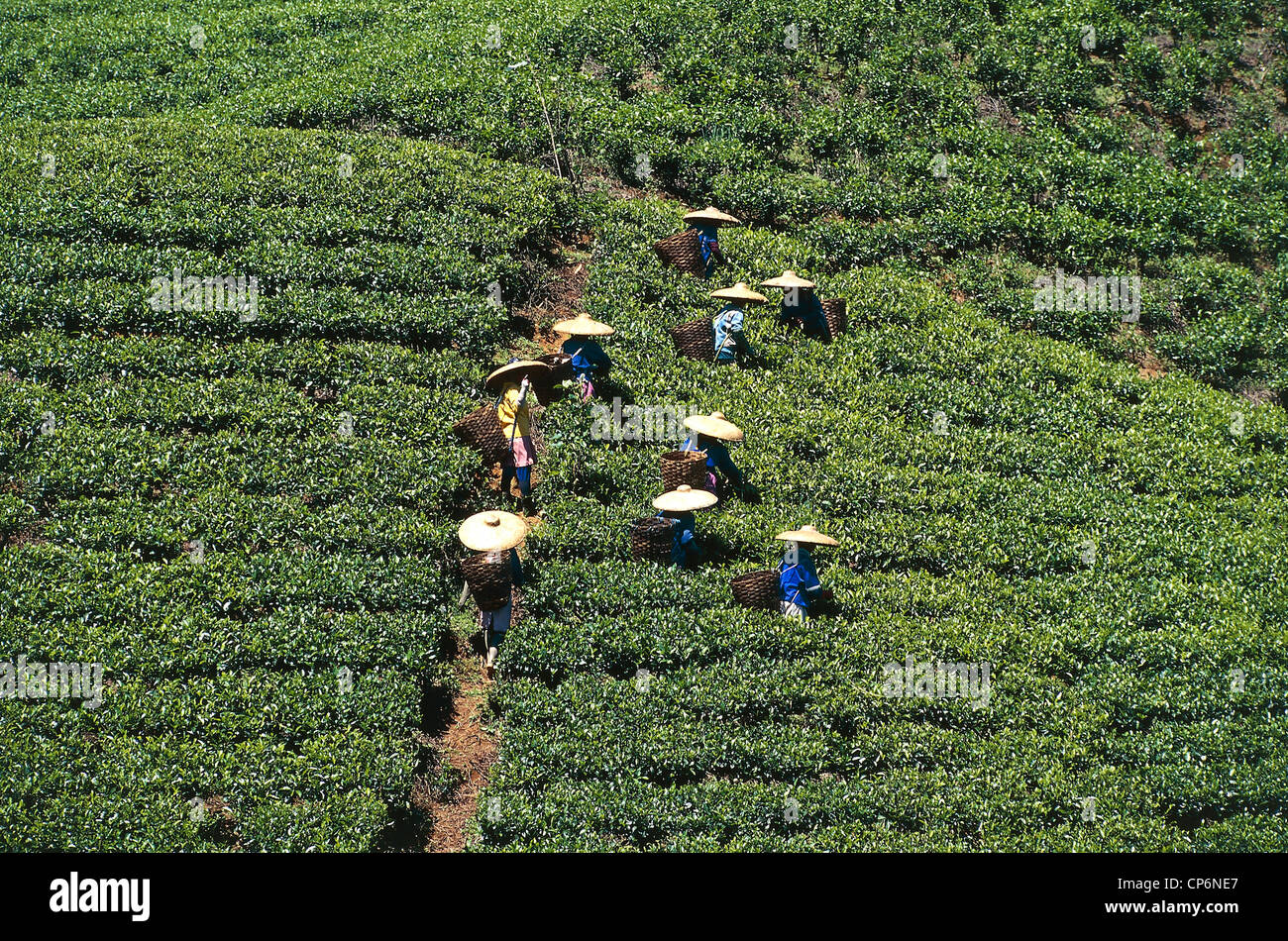 Indonesia - Java Island - Around Bogor. The collection of tea Stock ...