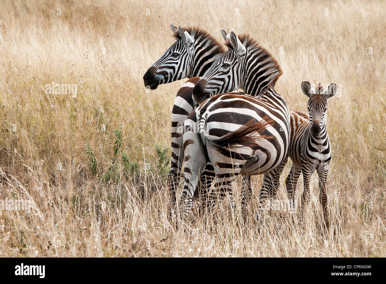 Zebra Family By Luyten