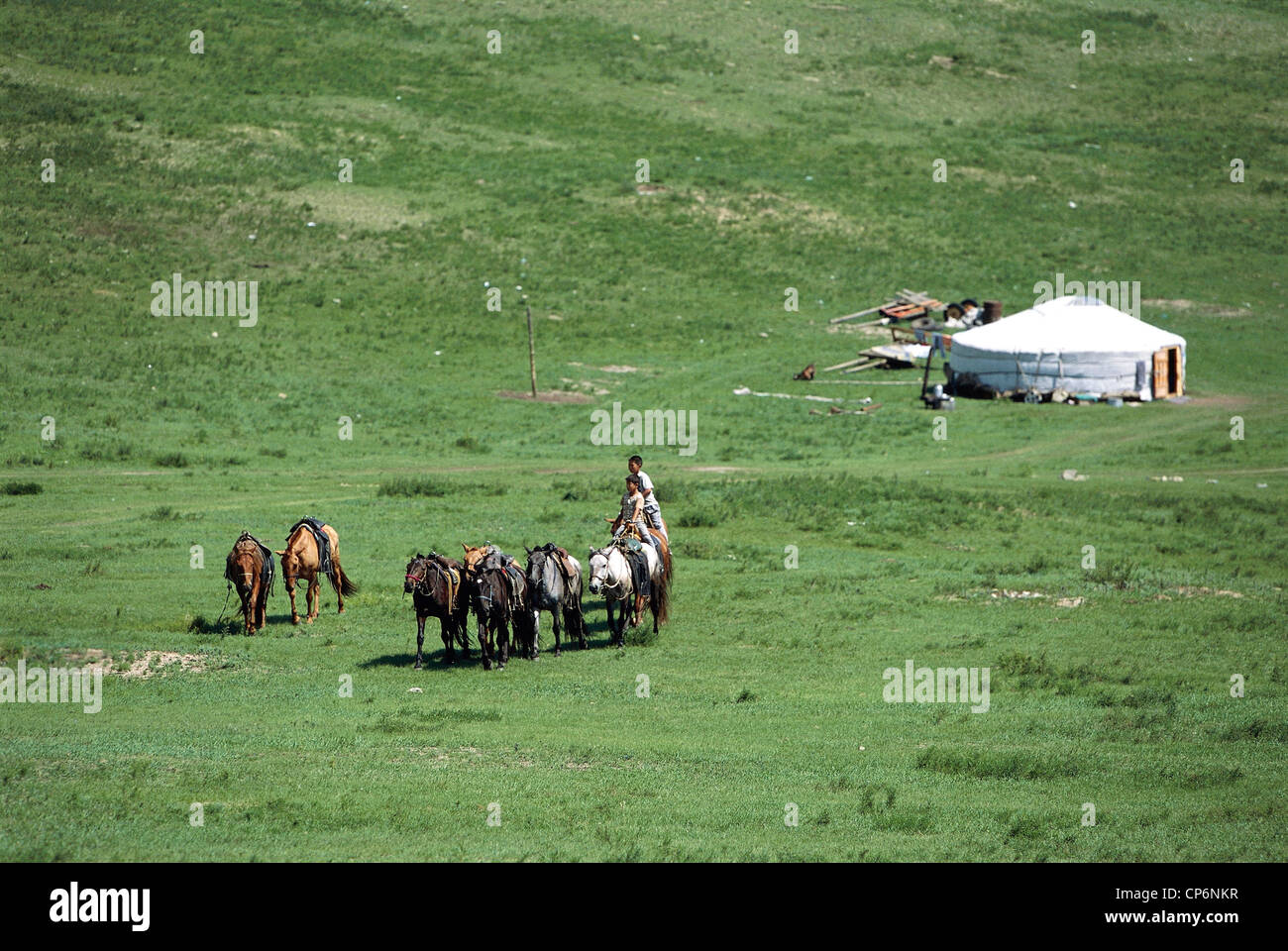 Mongolia nomadic herdsmen of Przewalski horses or Takhir. In background ...