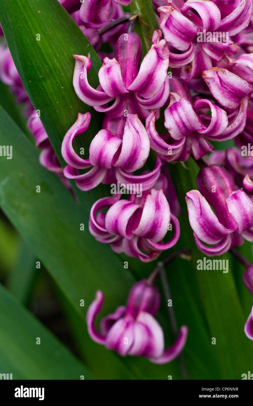 A close up of a purple hyacinth Stock Photo - Alamy