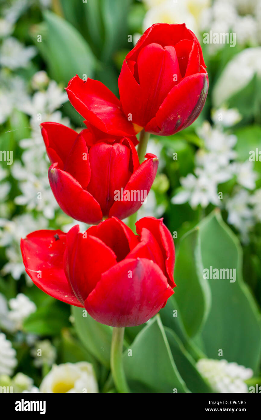 Three red tulips Stock Photo - Alamy