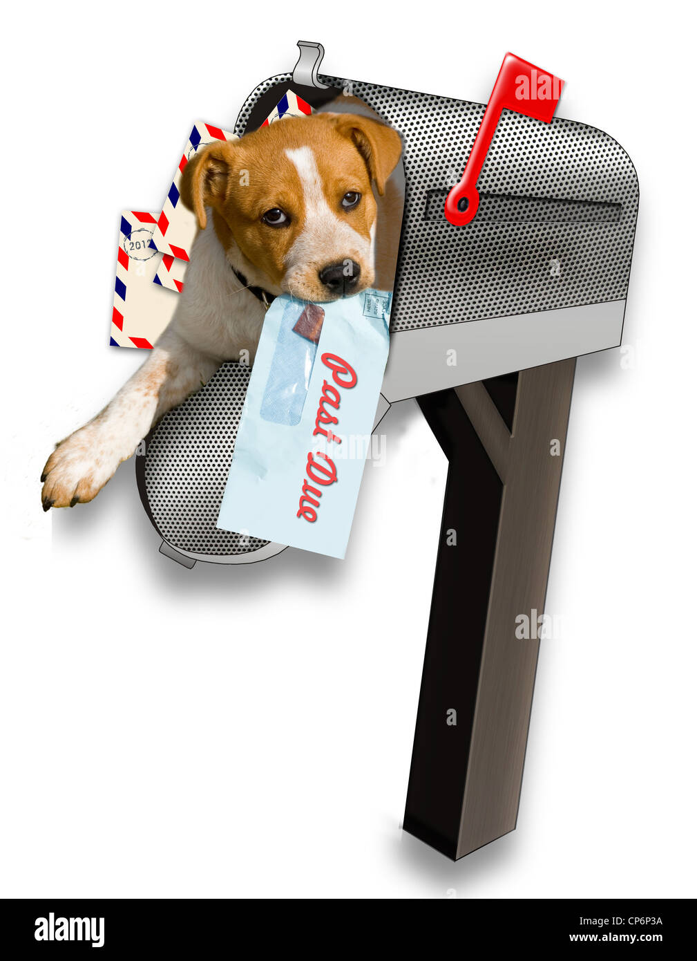 Puppy in the mailbox Stock Photo - Alamy