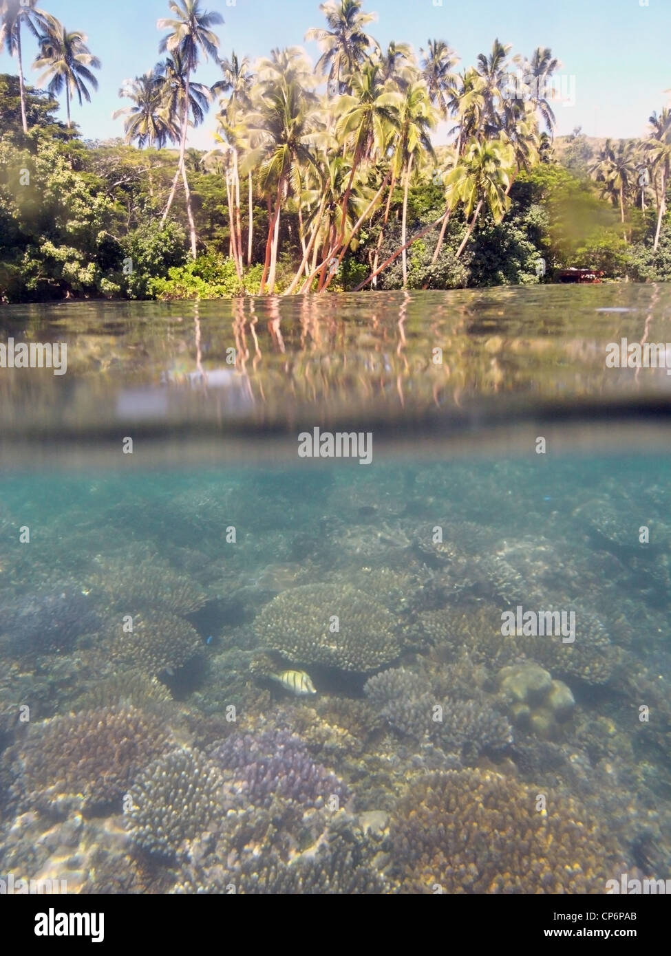 Coral reefs fish hi-res stock photography and images - Alamy