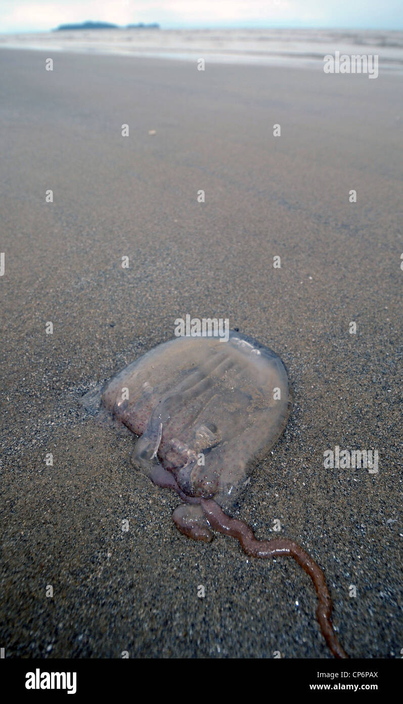 Chironex fleckeri hi-res stock photography and images - Alamy