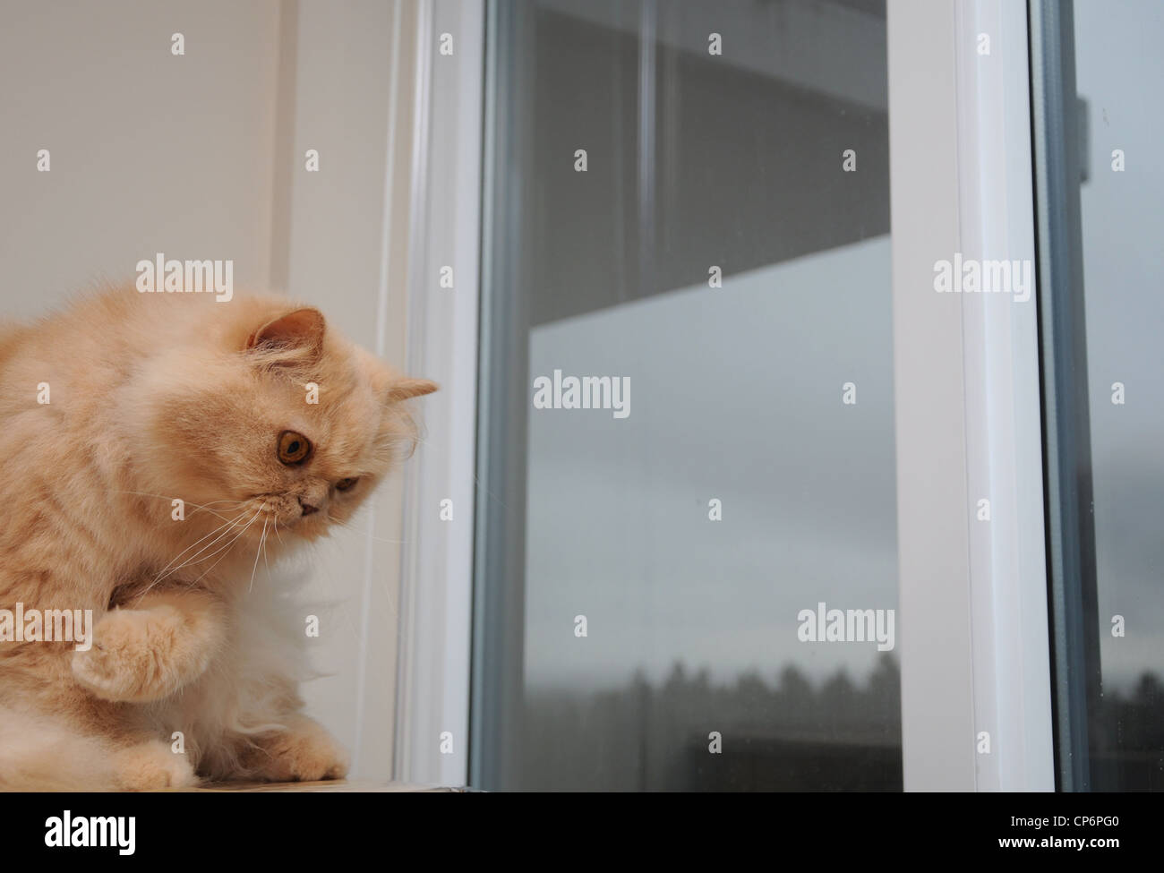 Cat watching at camera hi-res stock photography and images - Alamy