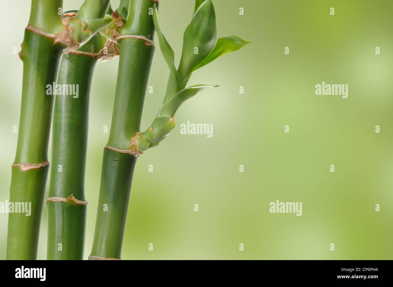 Nature bamboo background Stock Photo - Alamy