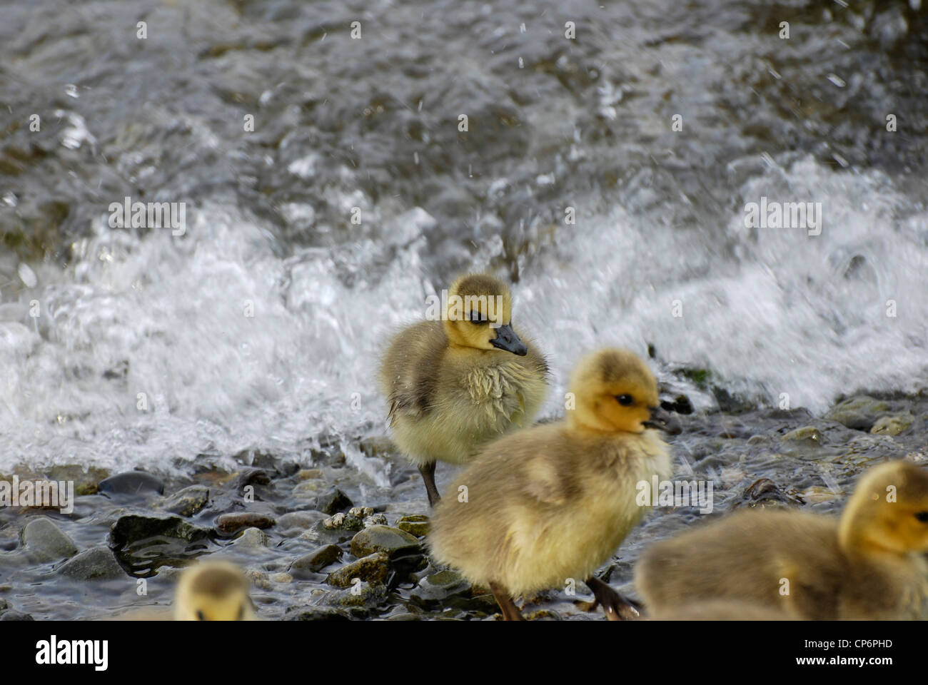 Cute little duckling Stock Photo - Alamy