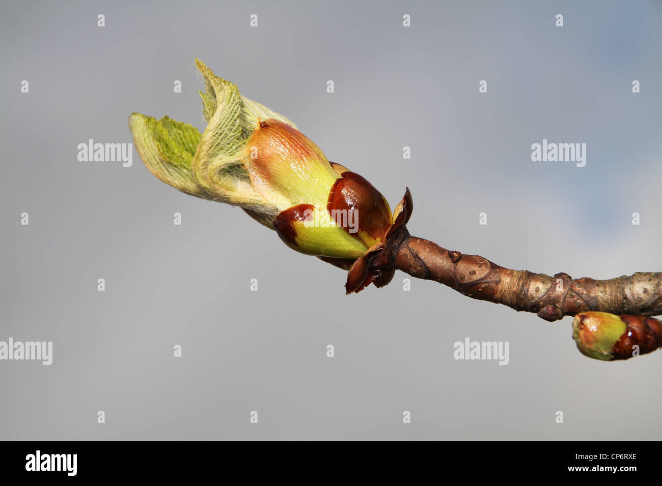 Chestnut tree house hi-res stock photography and images - Alamy