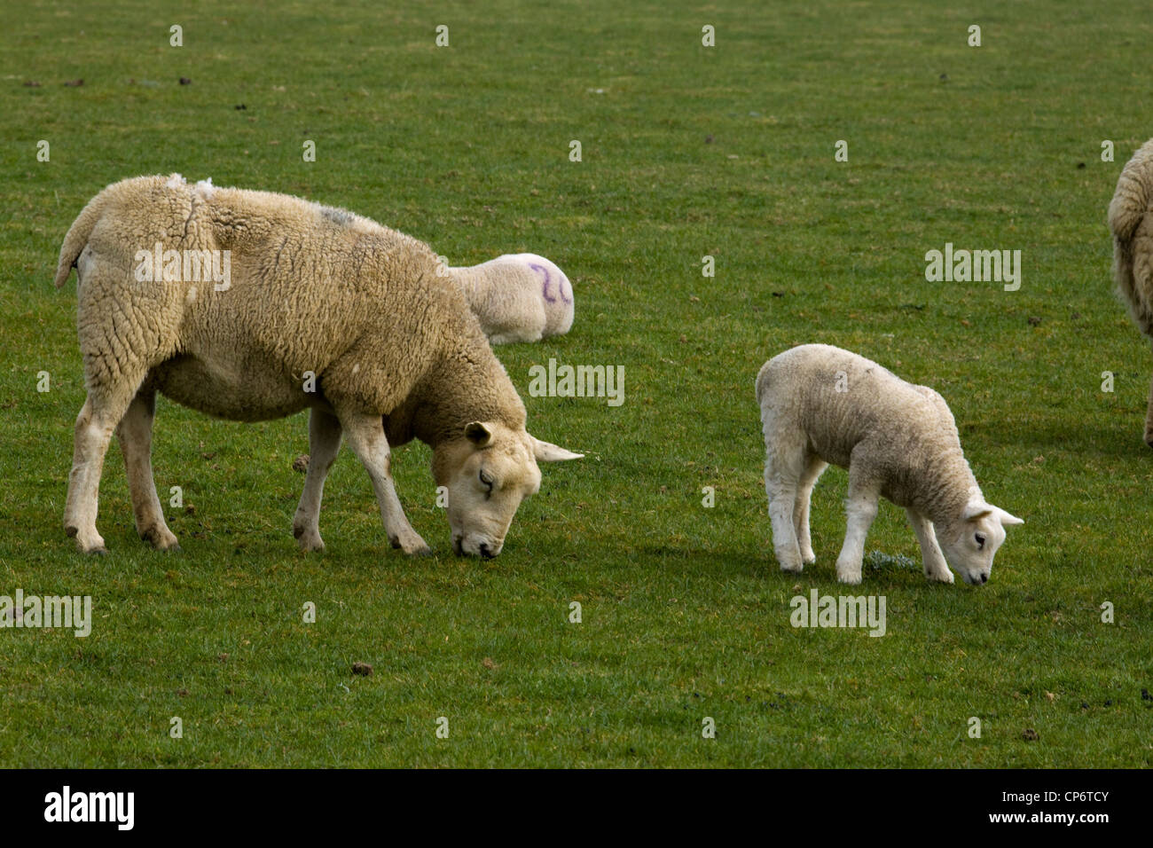 Sheep Ovis aries in a field in England Stock Photo - Alamy