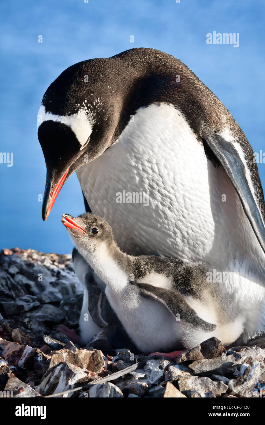 penguins nest. Antarctica Stock Photo - Alamy