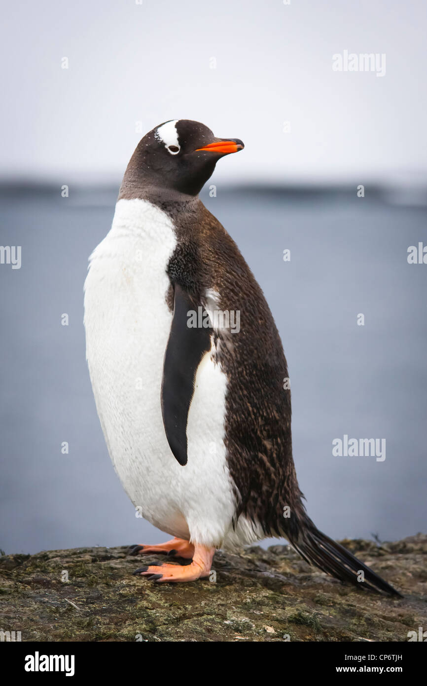 Penguin standing on a stone pillar Stock Photo - Alamy