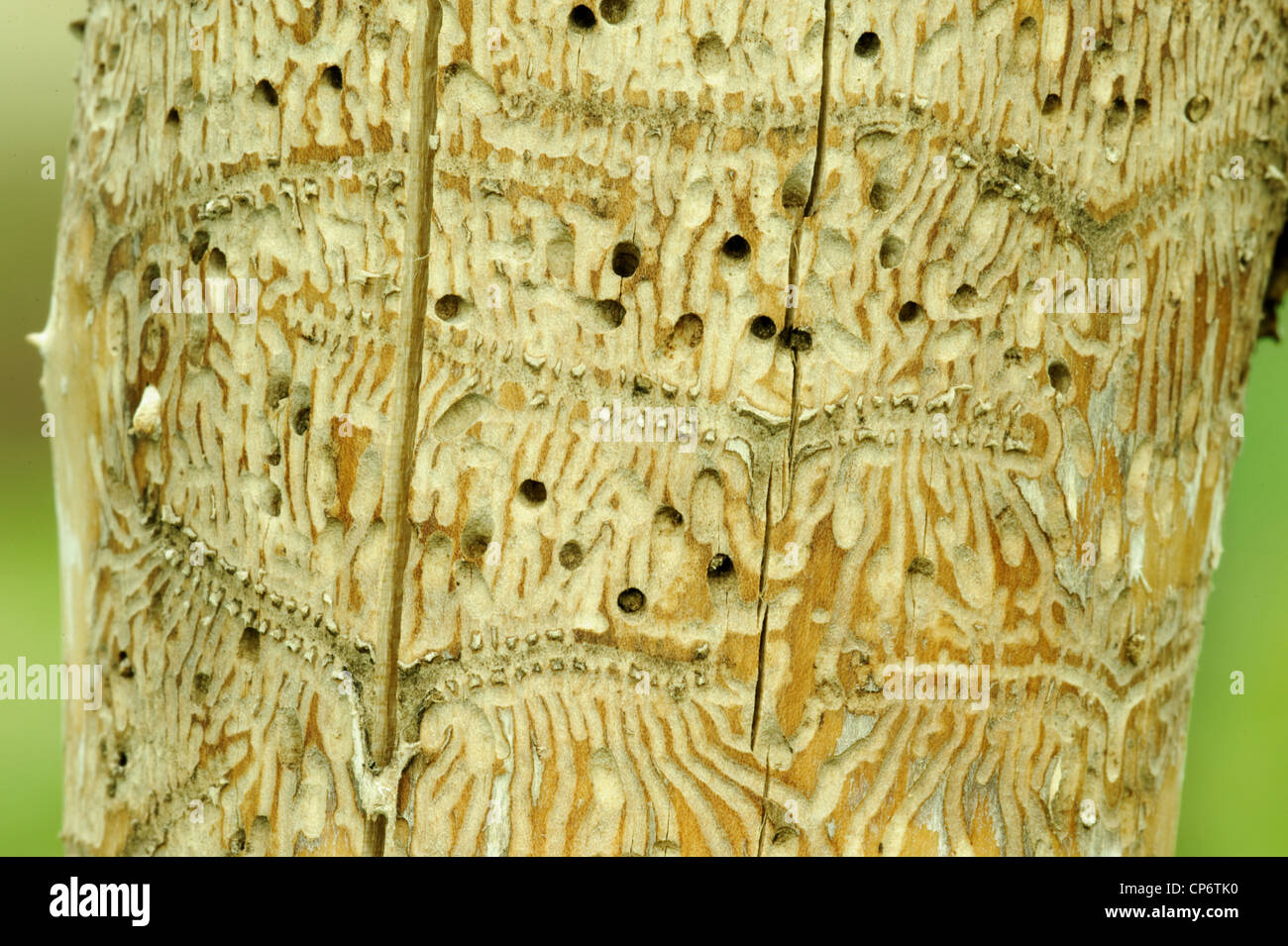 Ips engraver beetles hi-res stock photography and images - Alamy