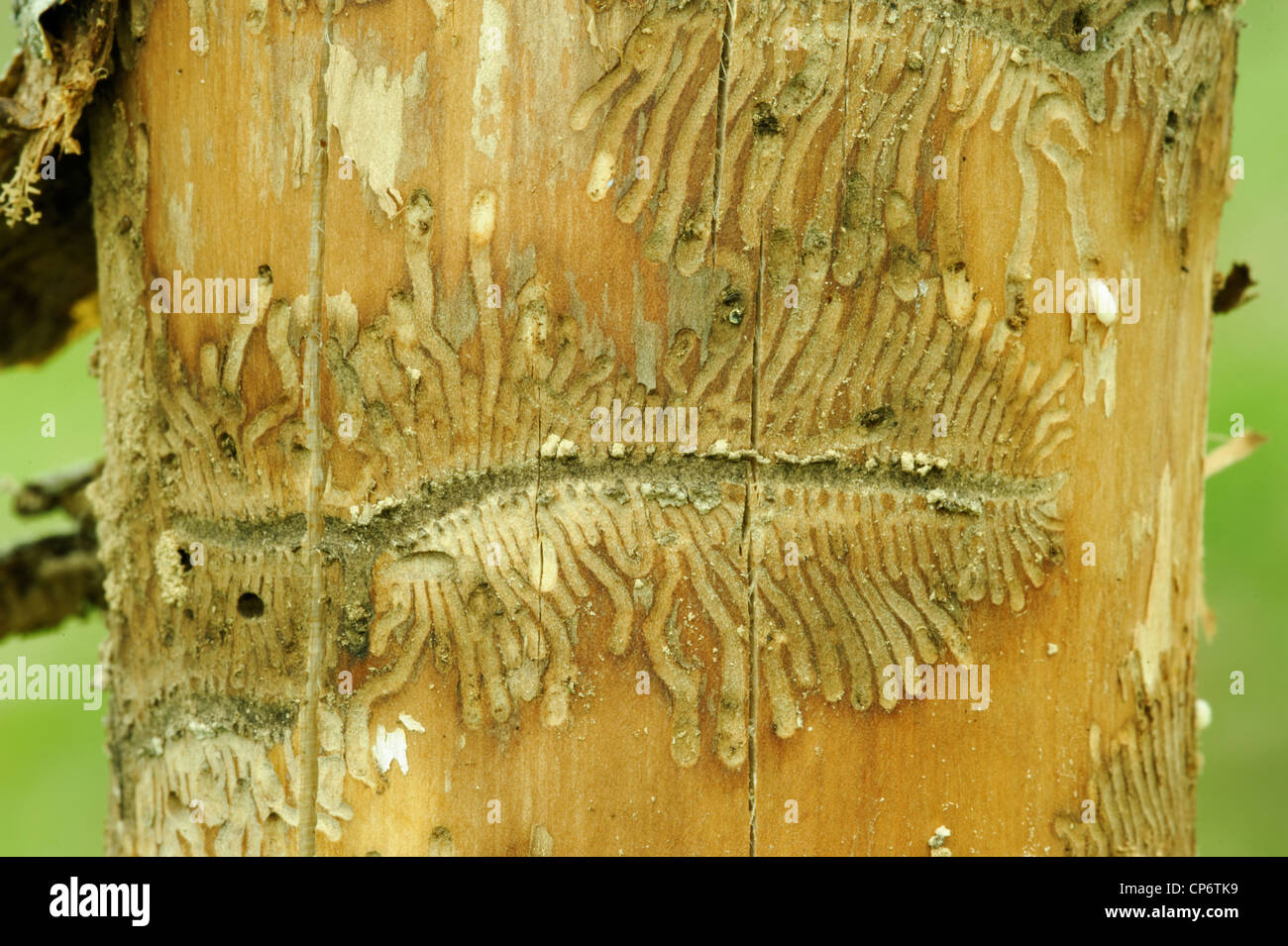 Tunneling by Ips beetles in maple tree Stock Photo - Alamy