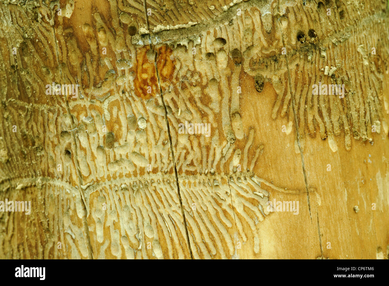 Ips engraver beetles hi-res stock photography and images - Alamy