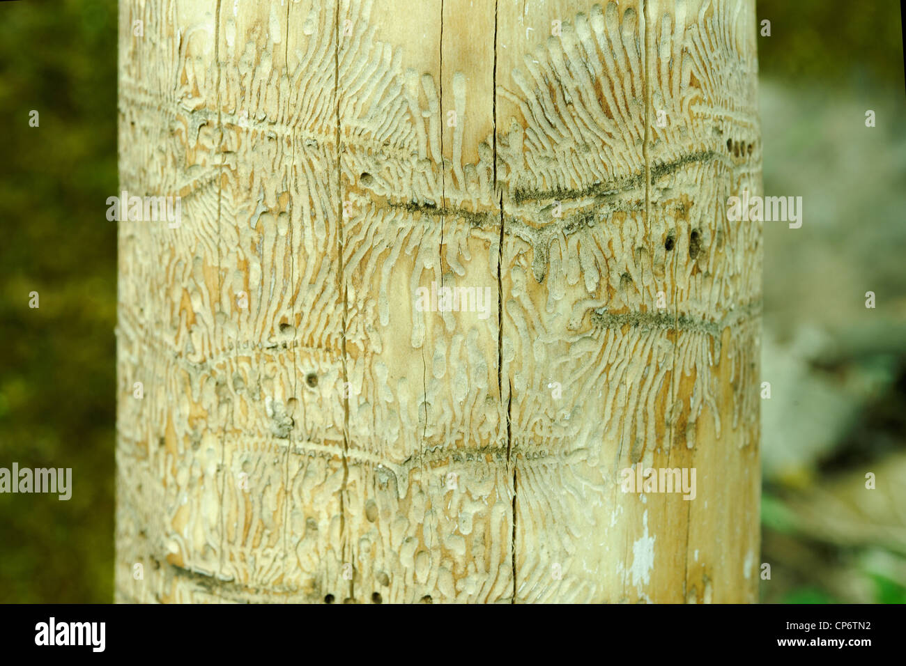 Tunneling by Ips beetles in maple tree Stock Photo - Alamy