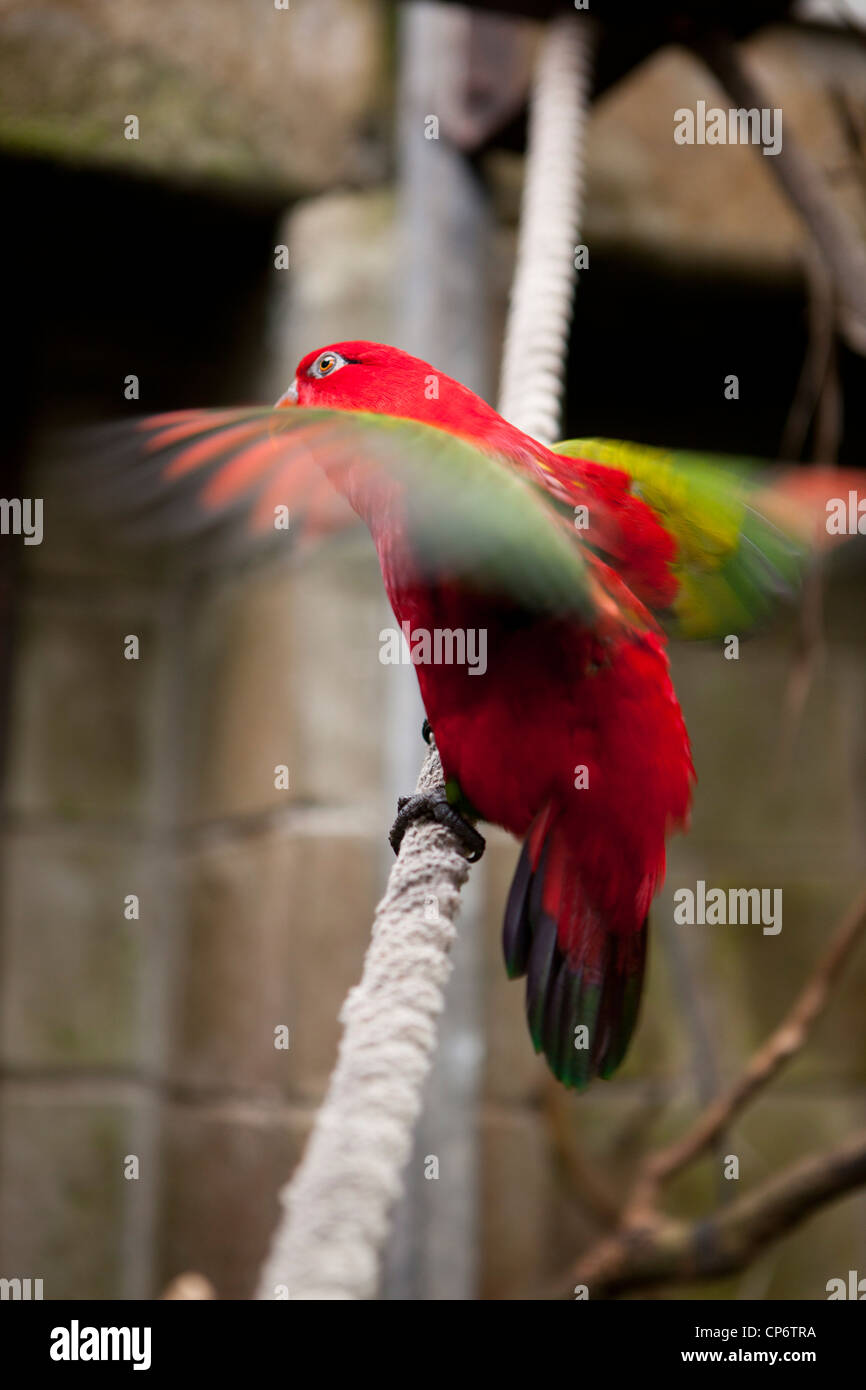 Parrot flapping wings hi-res stock photography and images - Alamy