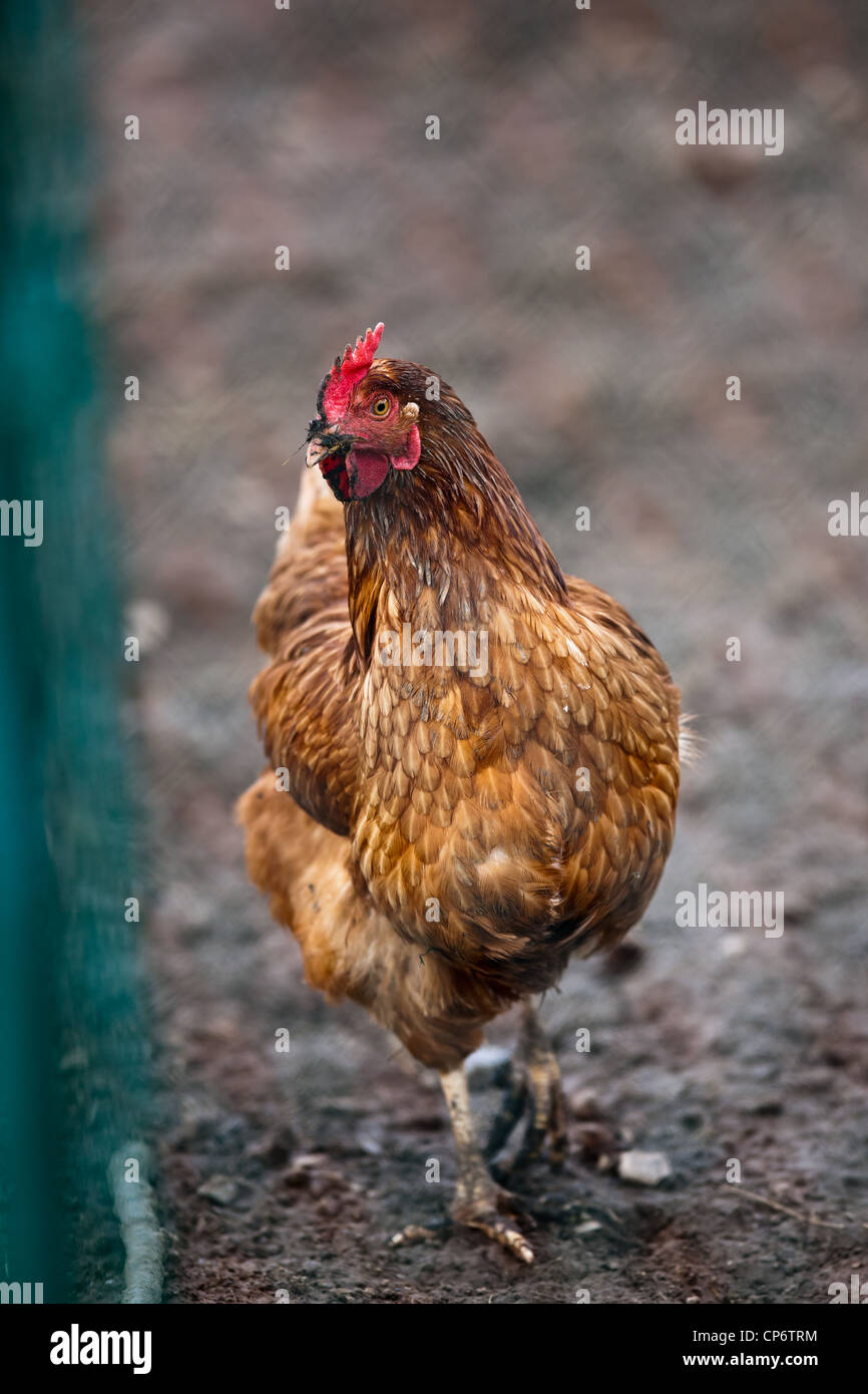 Closeup of a hen in a farmyard (Gallus gallus domesticus Stock Photo ...