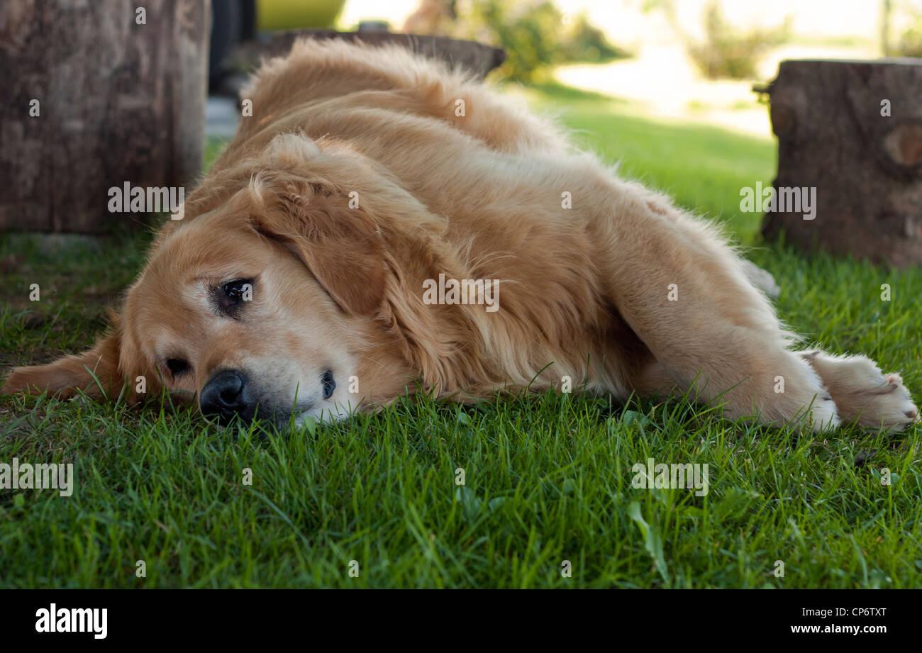 Sad golden retriever lying on the grass Stock Photo - Alamy