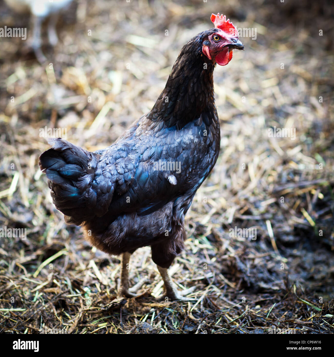 Closeup of a hen in a farmyard (Gallus gallus domesticus Stock Photo ...