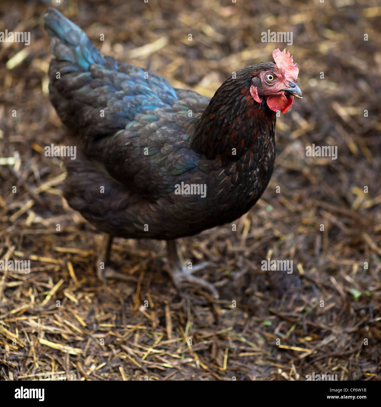 Closeup of a hen in a farmyard (Gallus gallus domesticus Stock Photo ...