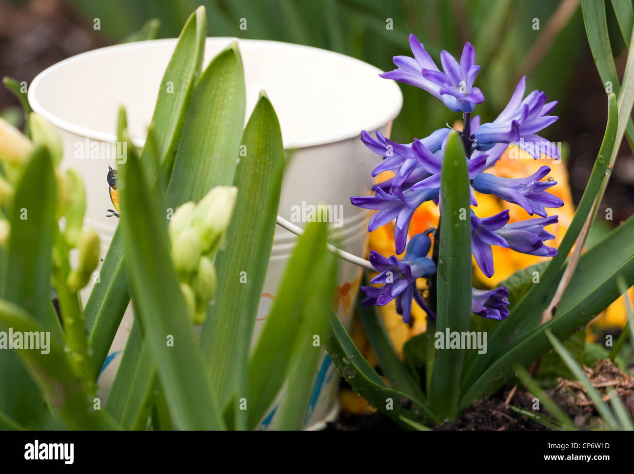 Blooming spring flowers with small white bucket Stock Photo - Alamy