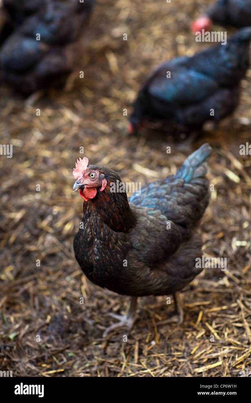 Closeup of a hen in a farmyard (Gallus gallus domesticus Stock Photo ...