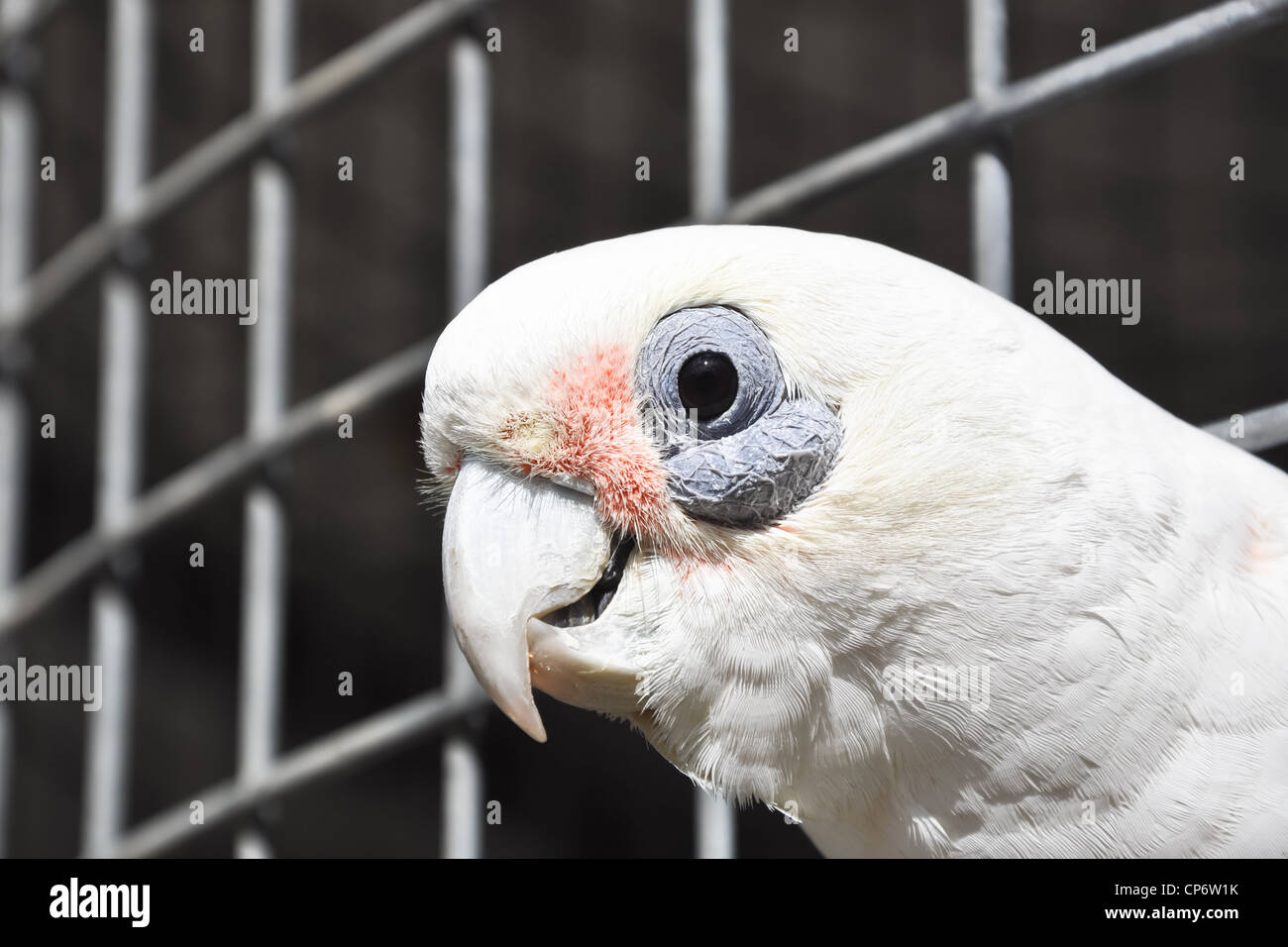 Parrot nose hi-res stock photography and images - Alamy