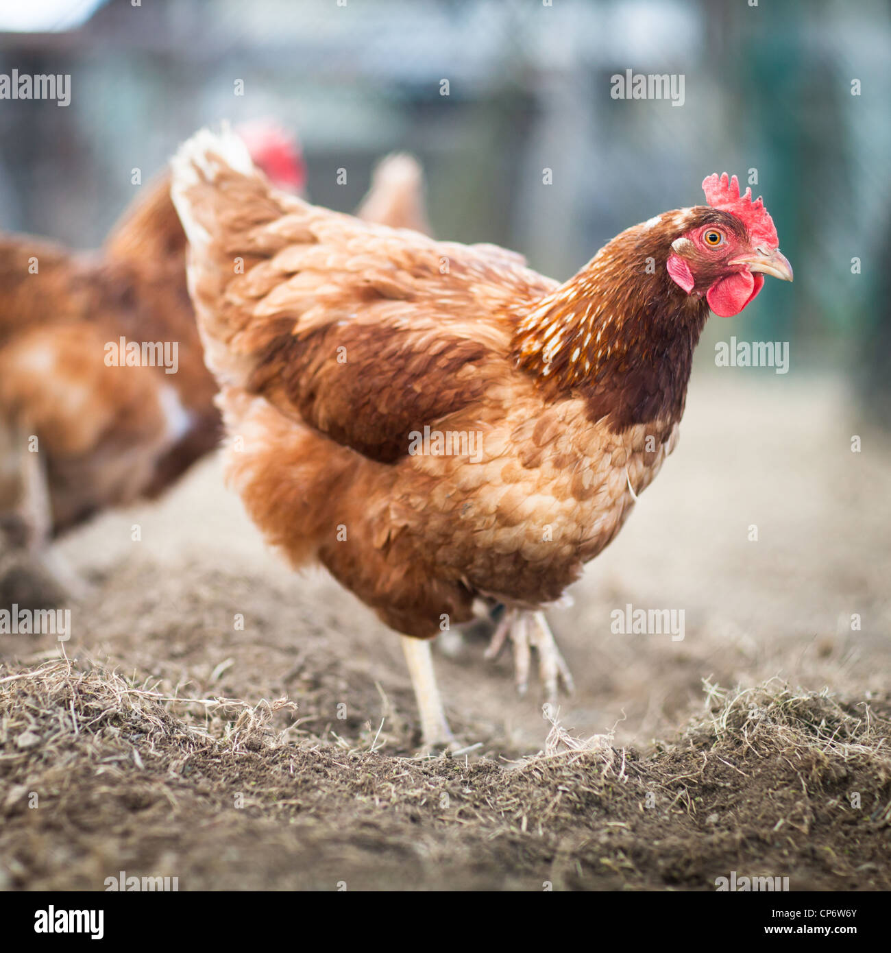 Closeup of a hen in a farmyard (Gallus gallus domesticus Stock Photo ...