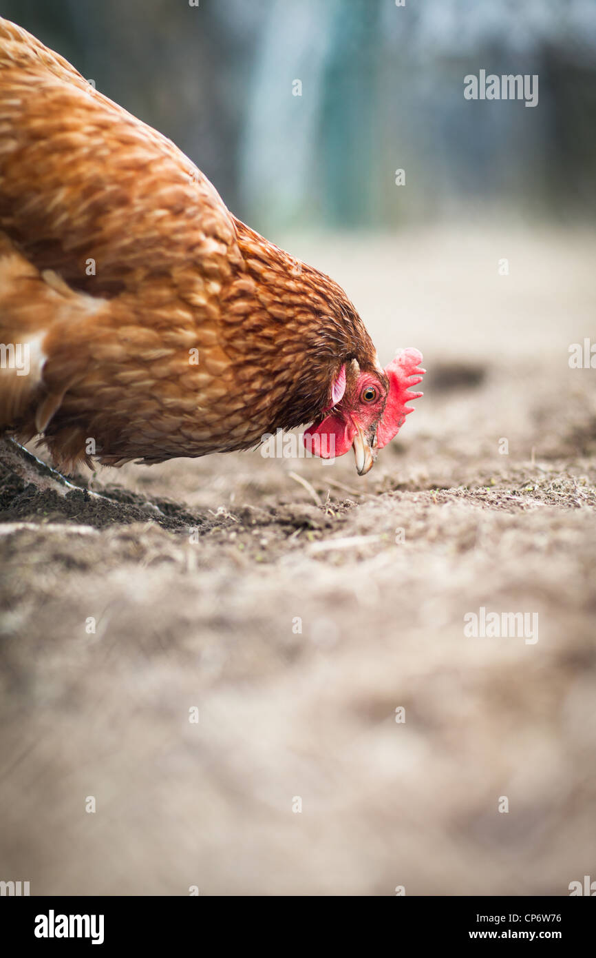 Closeup of a hen in a farmyard (Gallus gallus domesticus Stock Photo ...