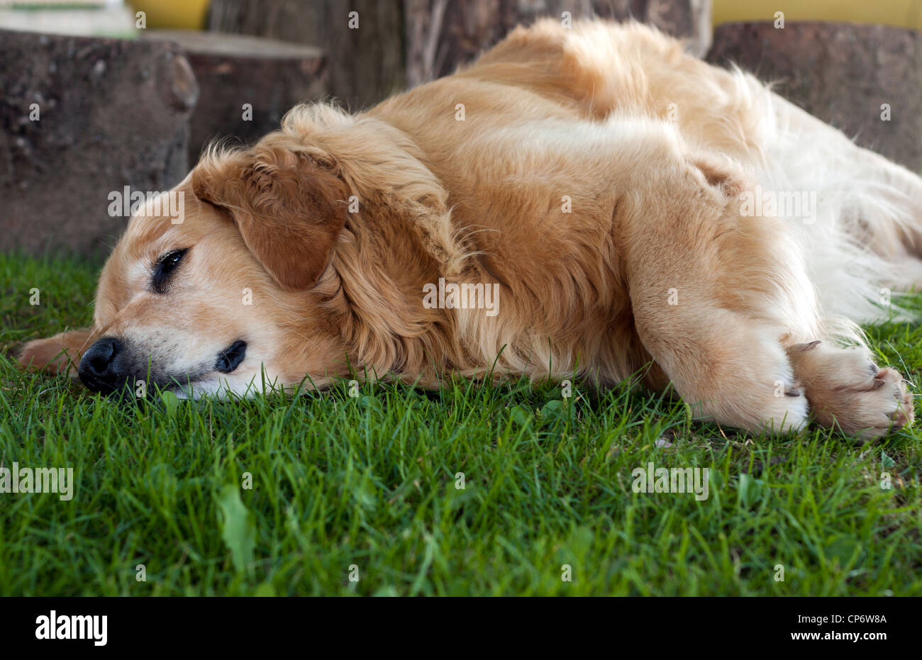Tired golden retriever hi-res stock photography and images - Alamy