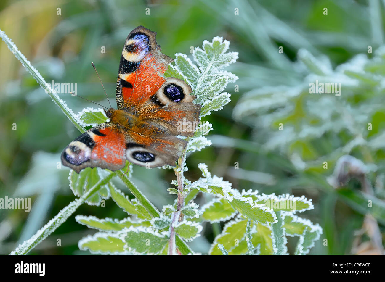 Butterfly frost hi-res stock photography and images - Alamy