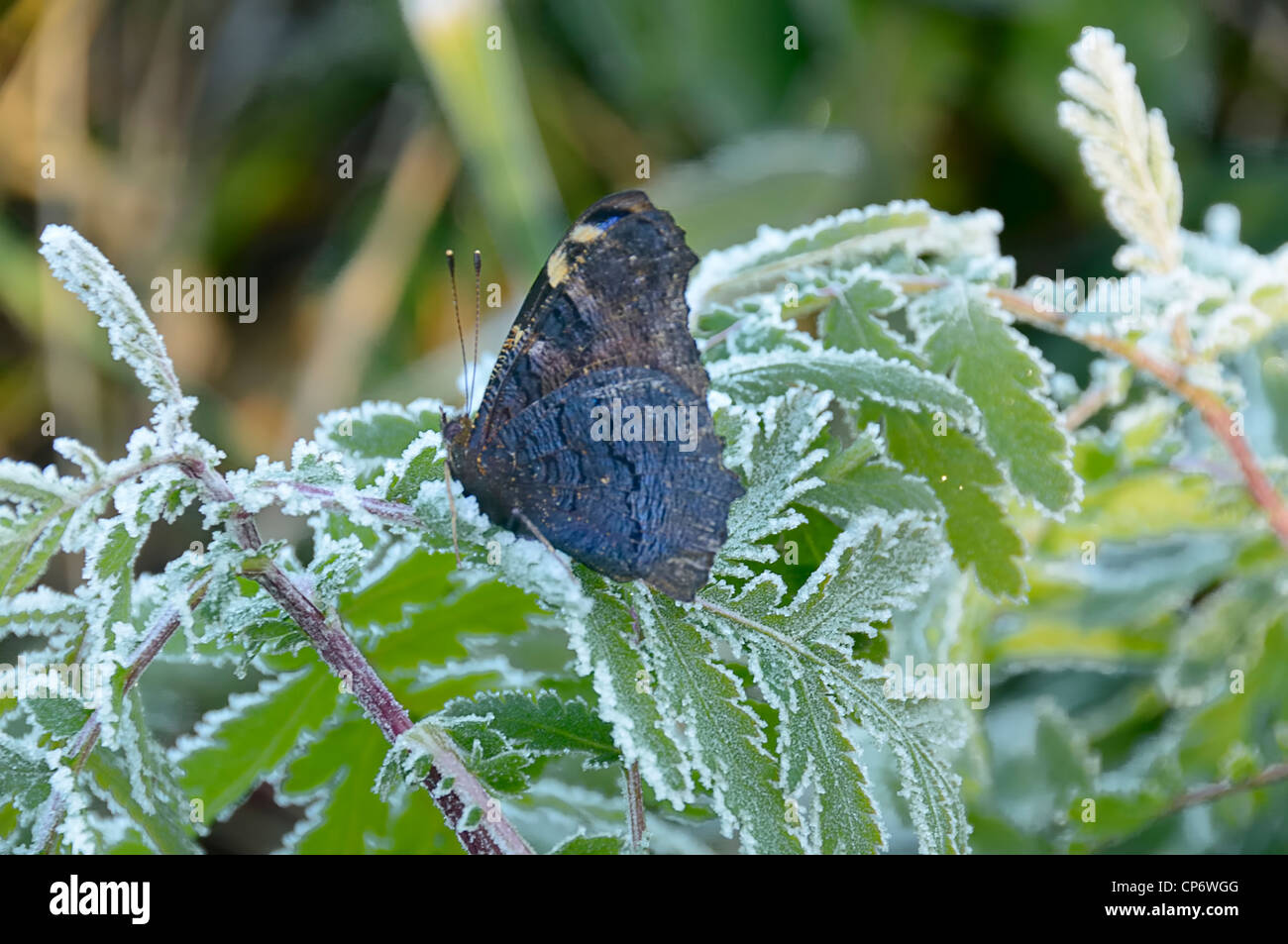 Butterfly snow hi-res stock photography and images - Alamy