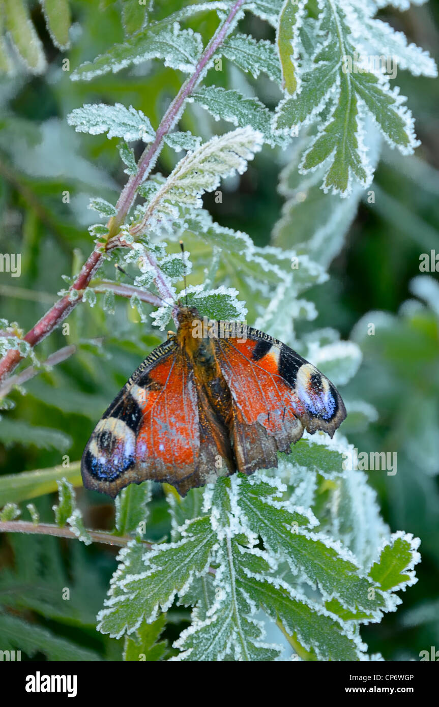 Frozen butterfly hi-res stock photography and images - Alamy