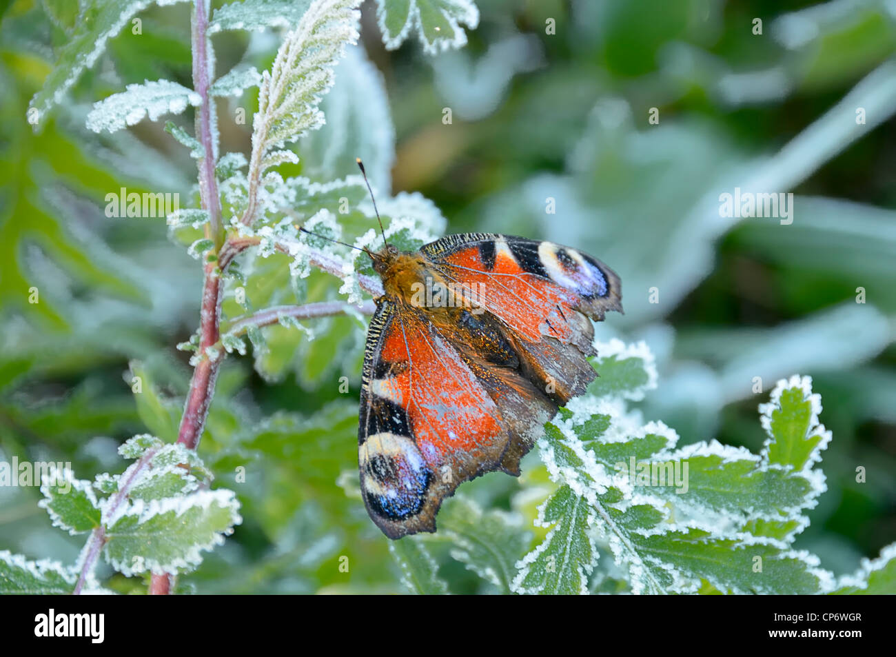 Snow butterfly hi-res stock photography and images - Alamy